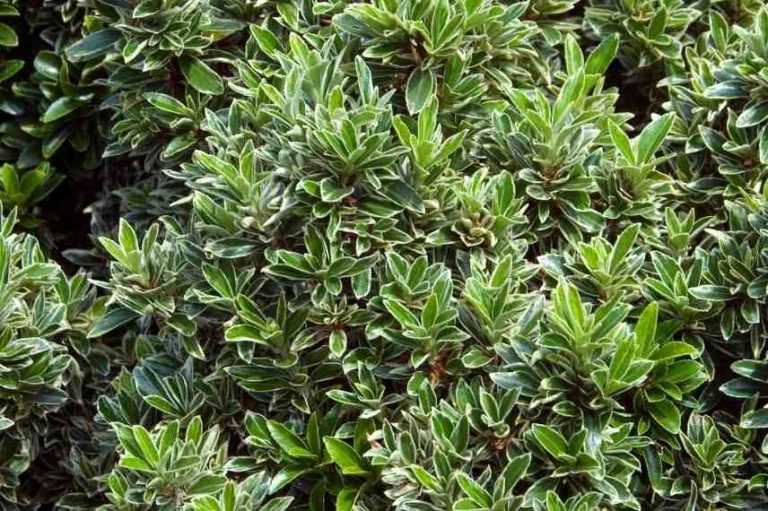 Quels fusains pour une haie ? nos variétés favorites - Promesse de Fleurs