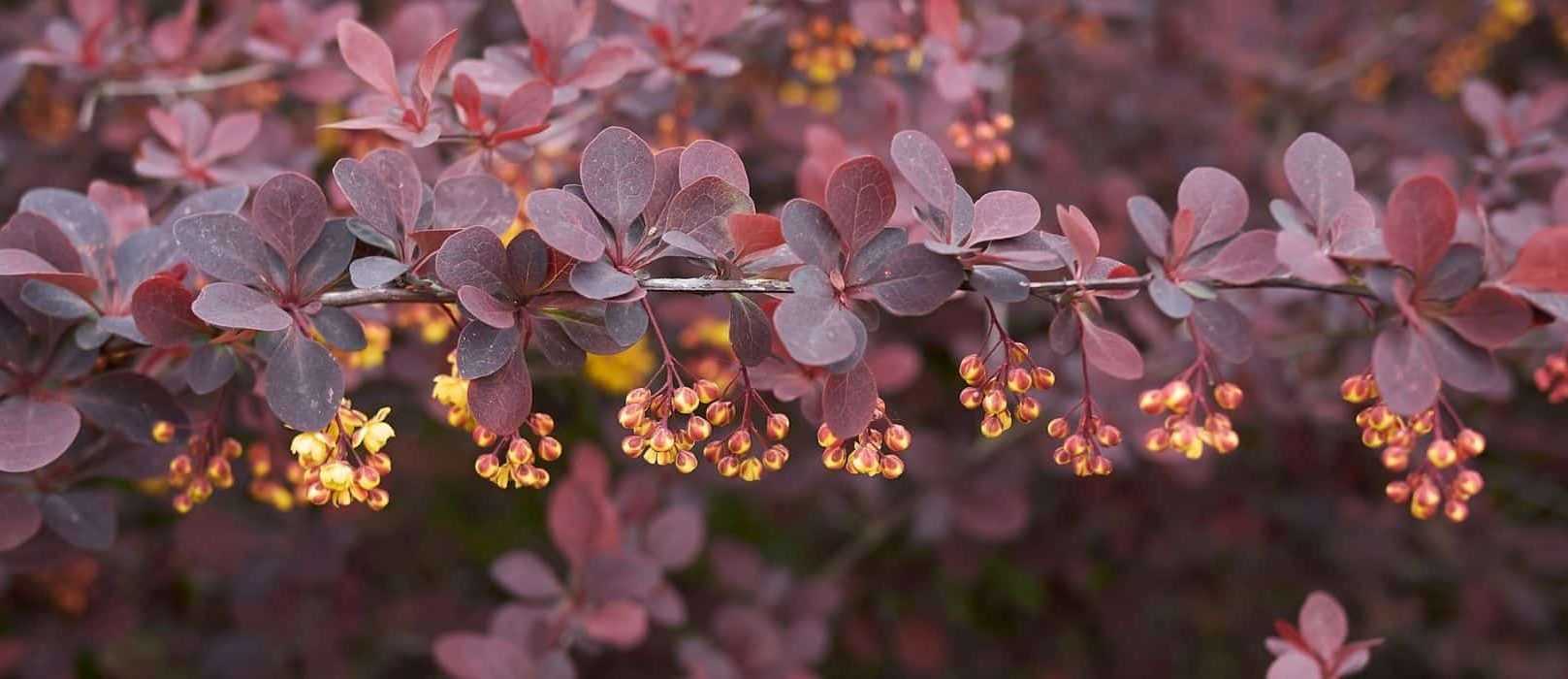 Berbéris pourpre : les plus belles variétés - Promesse de Fleurs