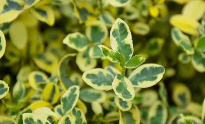 Fusain du Japon : les plus belles variétés - Promesse de Fleurs