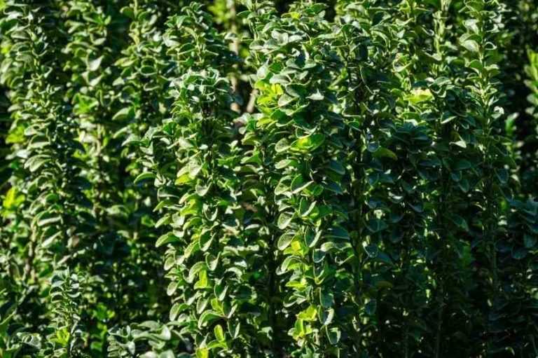 Fusain du Japon : les plus belles variétés - Promesse de Fleurs