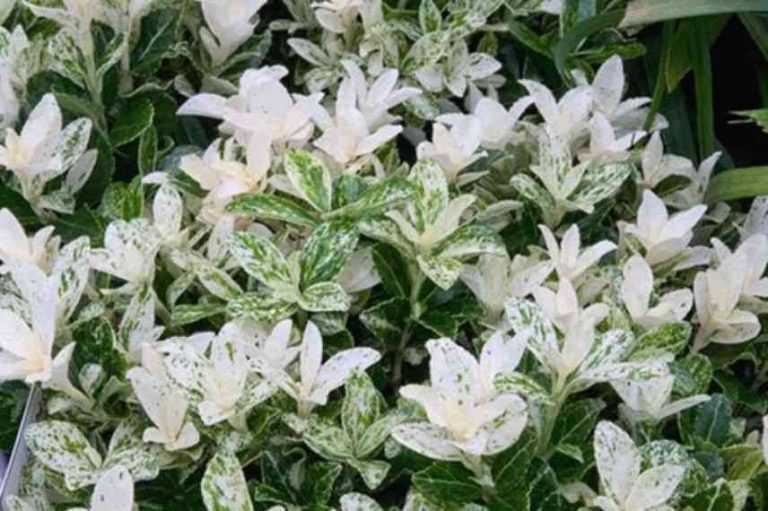 Fusain du Japon : les plus belles variétés - Promesse de Fleurs