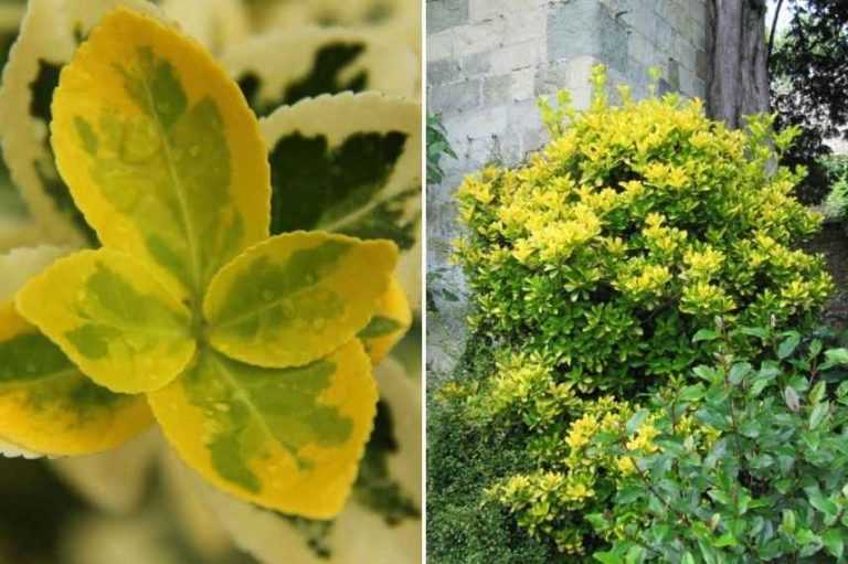 Fusain du Japon : les plus belles variétés - Promesse de Fleurs