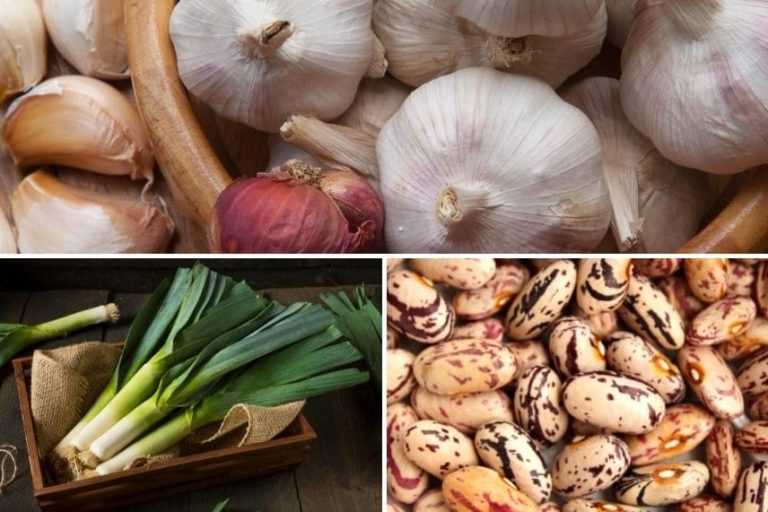 Les aliments interdits pour les poules - Promesse de Fleurs