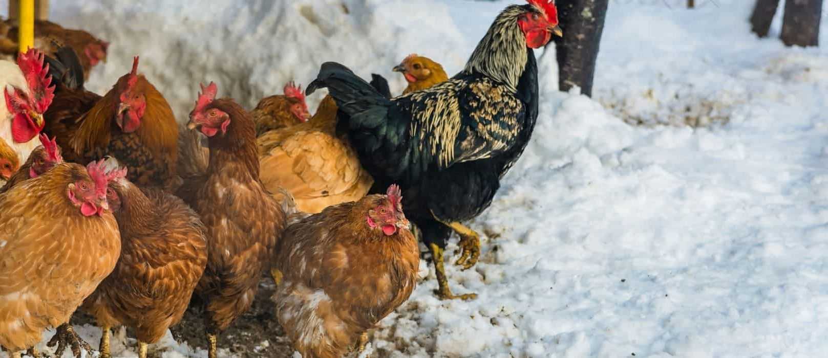 Nos conseils pour protéger ses poules du froid - Promesse de Fleurs