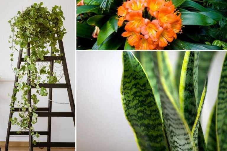 Lierre en pot : 5 idées d'associations - Promesse de Fleurs