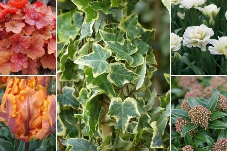 Lierre en pot : 5 idées d'associations - Promesse de Fleurs