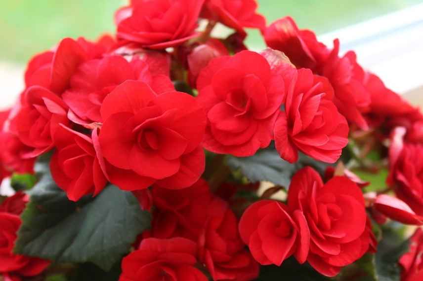 7 bulbes d'été à fleurs rouges - Promesse de Fleurs