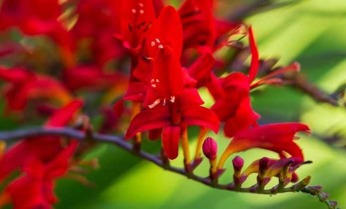 fleurs rouges : 10 vivaces qu'il faut avoir dans son jardin - Notre ...