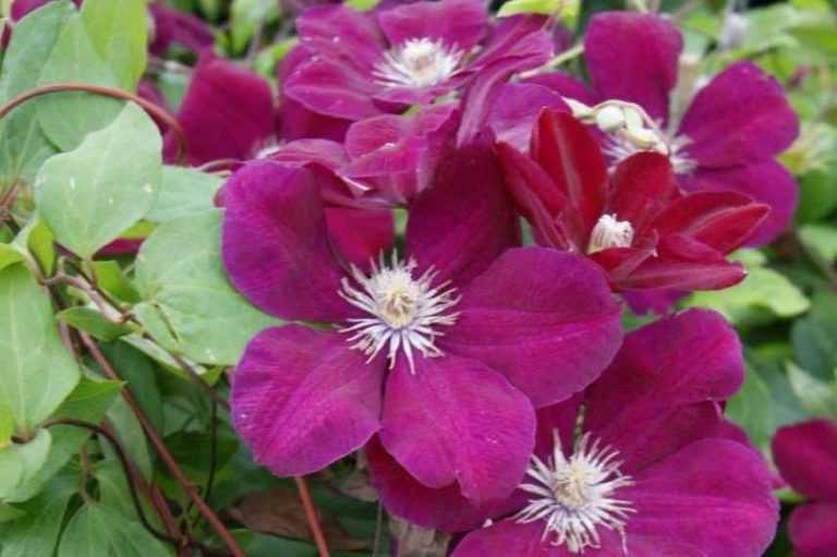 8 grimpantes à fleurs rouges - Promesse de Fleurs