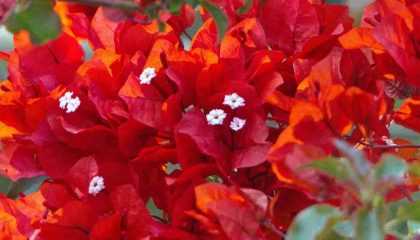 8 grimpantes à fleurs rouges - Promesse de Fleurs