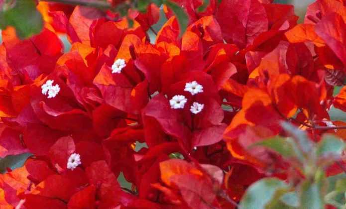 8 vivaces à fleurs rouges pour enflammer le jardin - Promesse de Fleurs