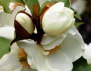 Plantes et fleurs - Conseils jardinage