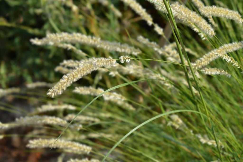 Melica : plantation, culture, entretien - Promesse de Fleurs