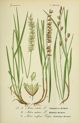 Melica : plantation, culture, entretien - Promesse de Fleurs