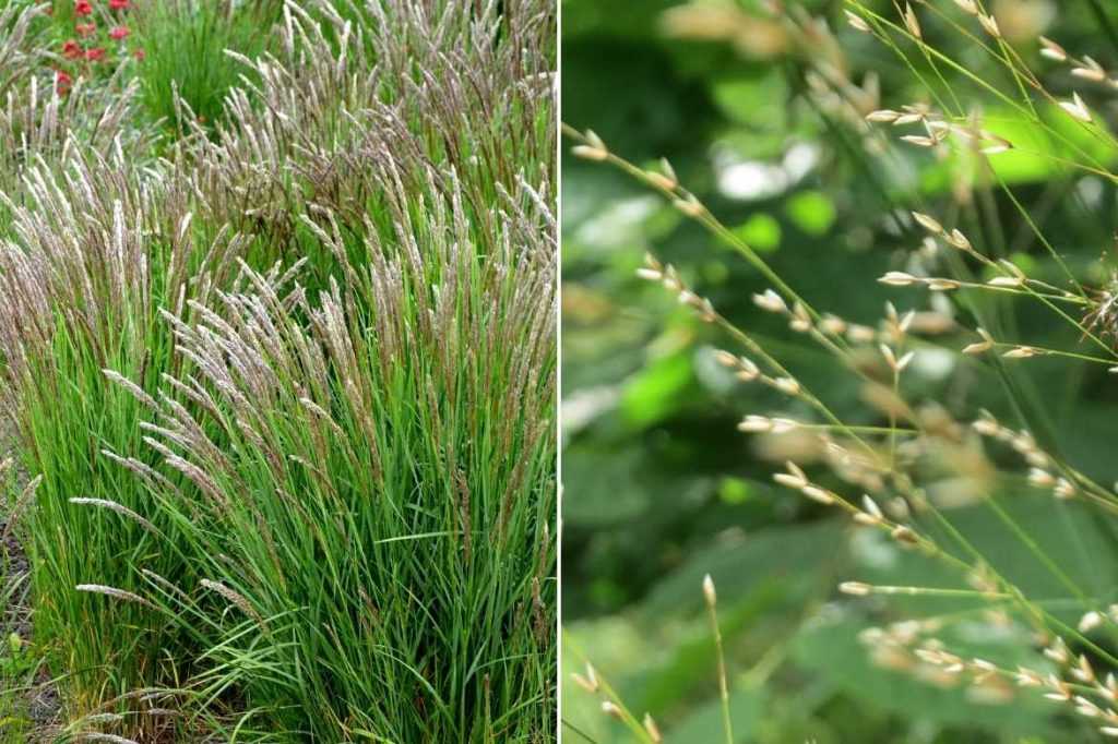 Melica : plantation, culture, entretien - Promesse de Fleurs