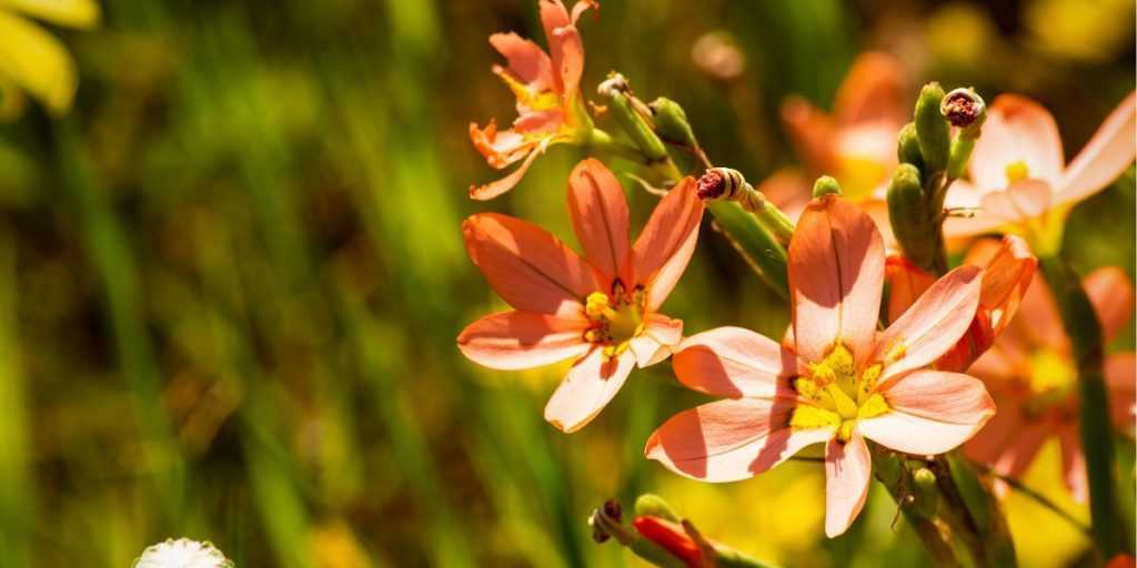 Moraea : comment les cultiver ? - Promesse de Fleurs