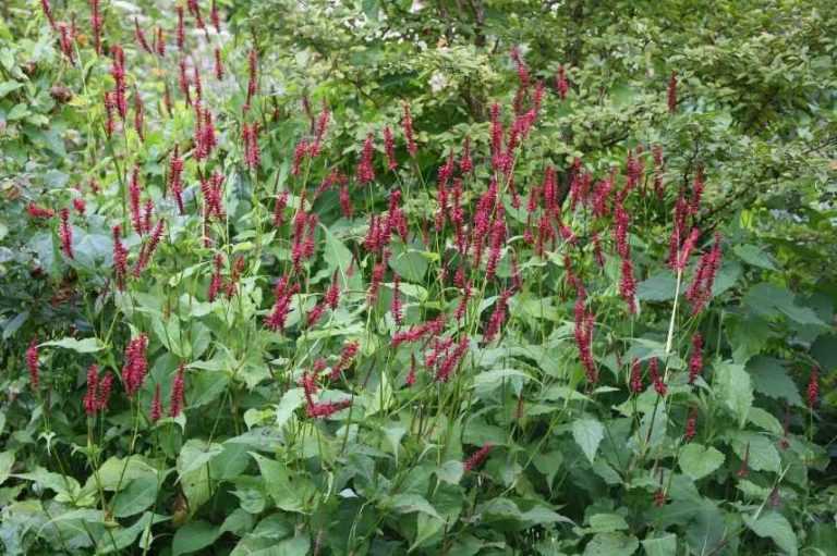 8 vivaces à fleurs rouges pour enflammer le jardin - Promesse de Fleurs