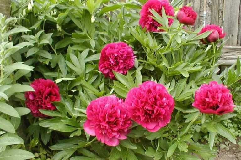 8 vivaces à fleurs rouges pour enflammer le jardin - Promesse de Fleurs