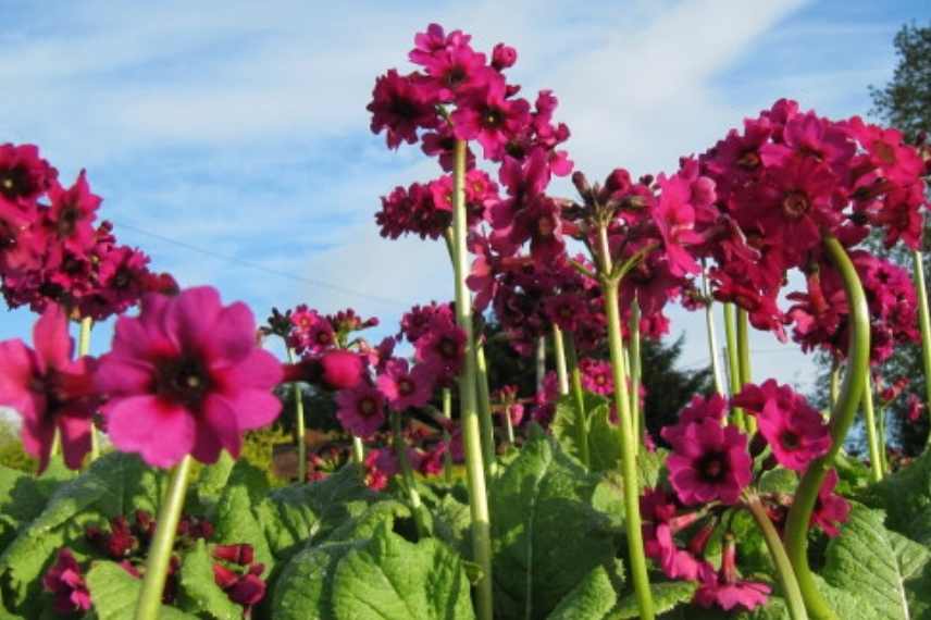 8 vivaces à fleurs rouges pour enflammer le jardin - Promesse de Fleurs