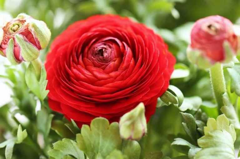 6 bulbes de printemps à fleurs rouges - Promesse de Fleurs