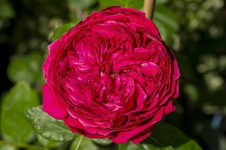 8 grimpantes à fleurs rouges - Promesse de Fleurs