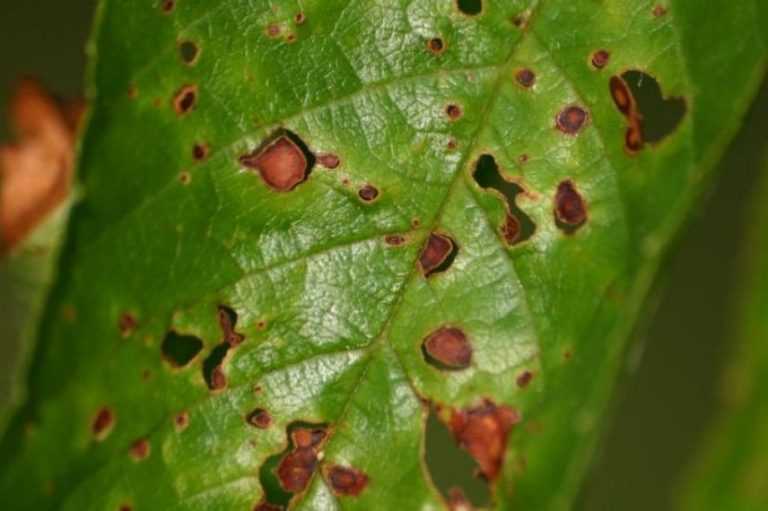 Maladies et parasites de l’amandier - Promesse de Fleurs