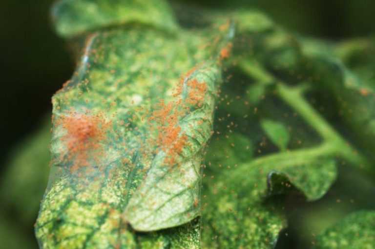 Maladies et parasites de l’amandier - Promesse de Fleurs