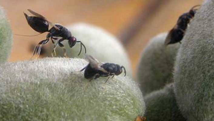 Maladies et parasites de l’amandier - Promesse de Fleurs