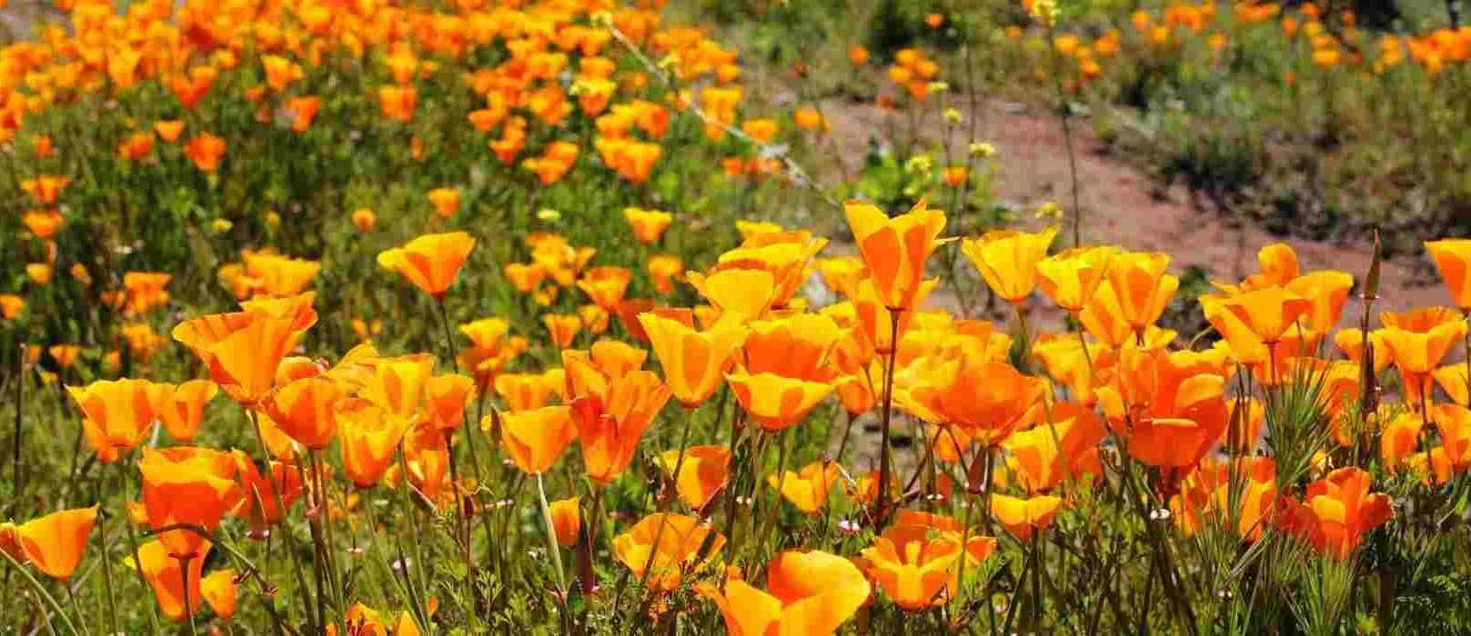 8 annuelles pour jardin sec : notre sélection - Promesse de Fleurs