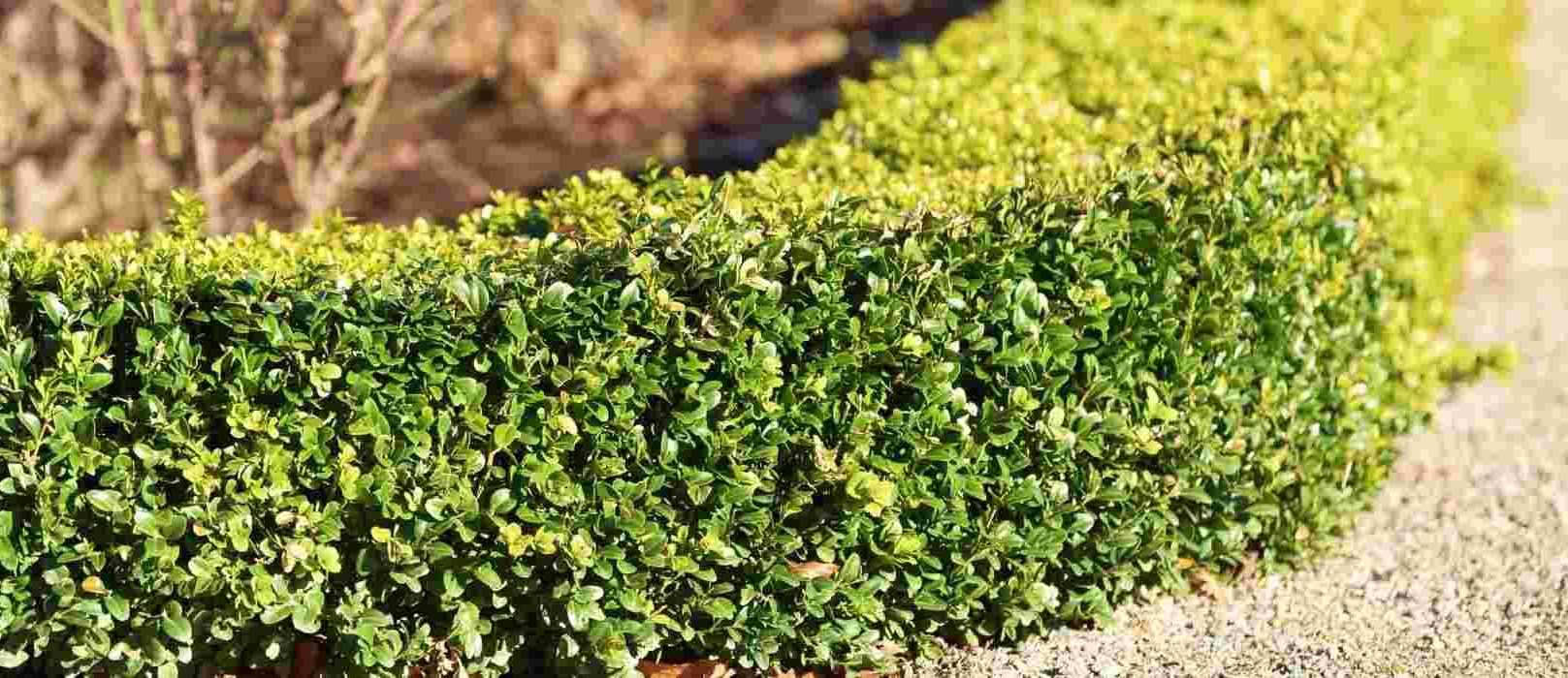 6 arbustes pour haie basse : notre sélection - Promesse de Fleurs