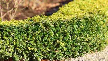 6 arbustes pour haie basse : notre sélection - Promesse de Fleurs