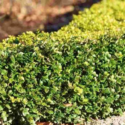 6 arbustes pour haie basse : notre sélection - Promesse de Fleurs