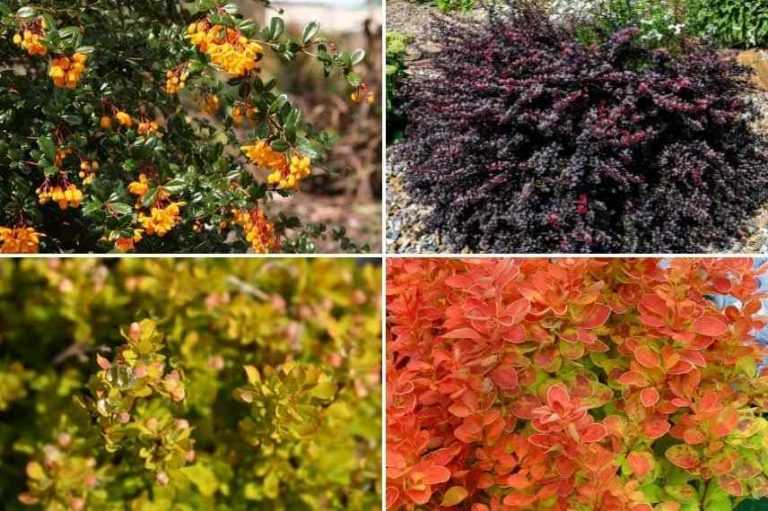 6 arbustes pour haie basse : notre sélection - Promesse de Fleurs