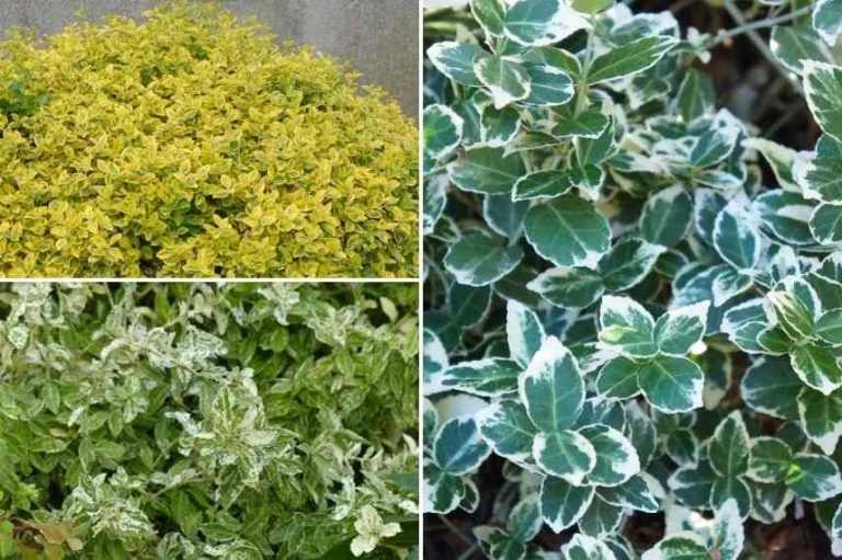 6 arbustes pour haie basse : notre sélection - Promesse de Fleurs