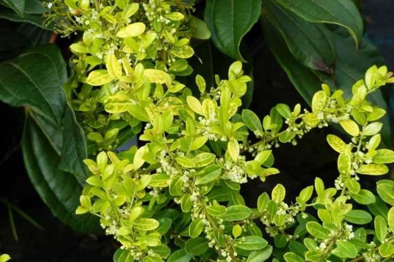 6 arbustes pour haie basse : notre sélection - Promesse de Fleurs