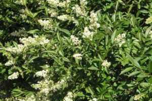 6 arbustes pour haie basse : notre sélection - Promesse de Fleurs