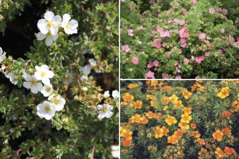 6 arbustes pour haie basse : notre sélection - Promesse de Fleurs