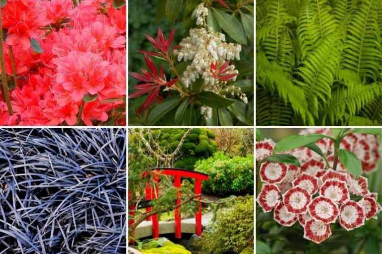 Associer les fleurs rouges ou pourpres - Promesse de Fleurs