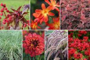 Associer les fleurs rouges ou pourpres - Promesse de Fleurs