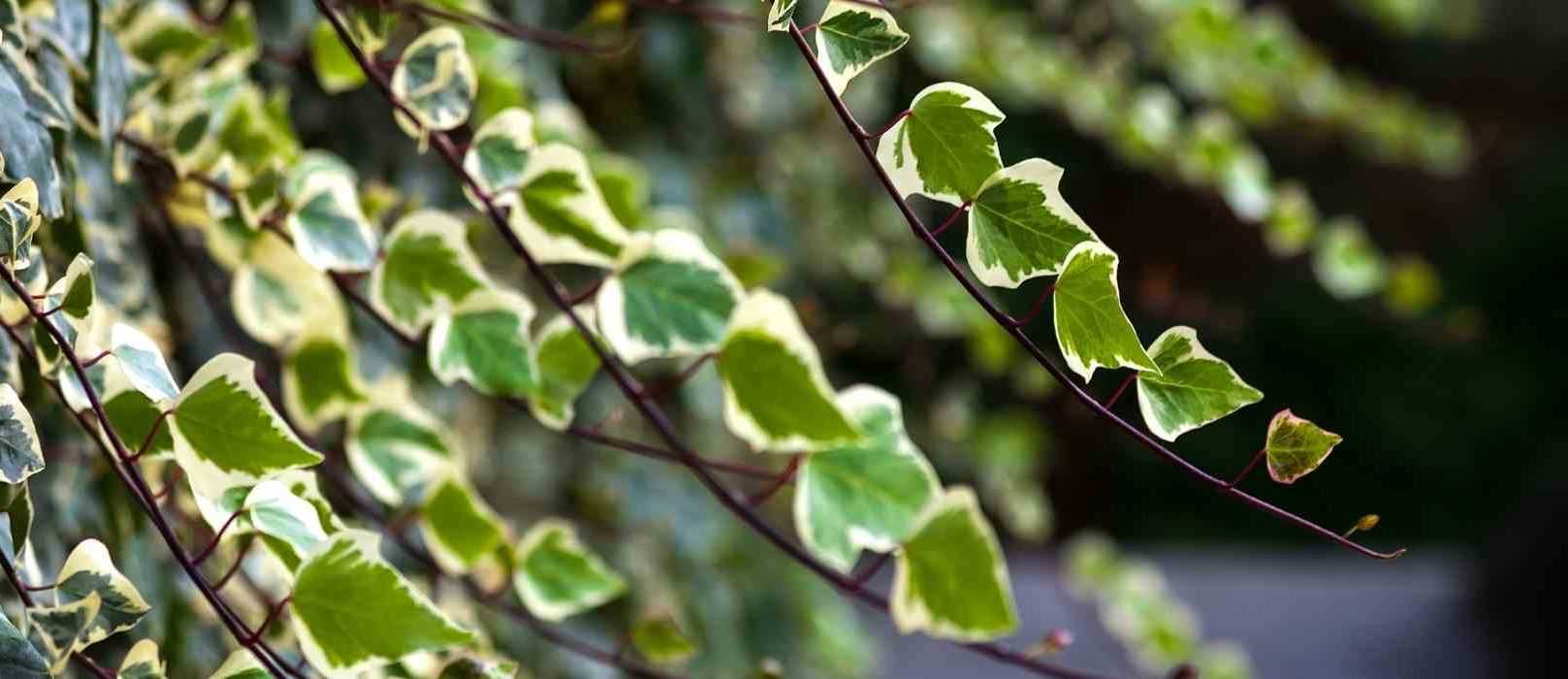 Lierre en pot : 5 idées d'associations - Promesse de Fleurs