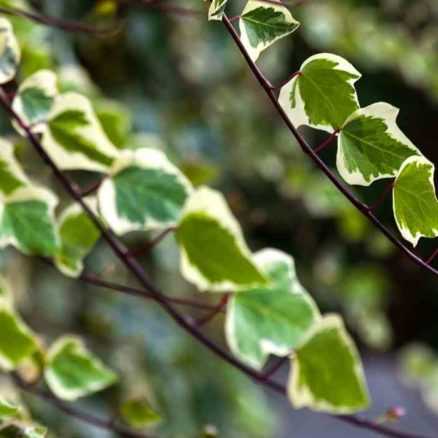 Lierre en pot : 5 idées d'associations - Promesse de Fleurs