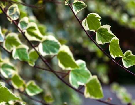 Lierre en pot : 5 idées d'associations - Promesse de Fleurs