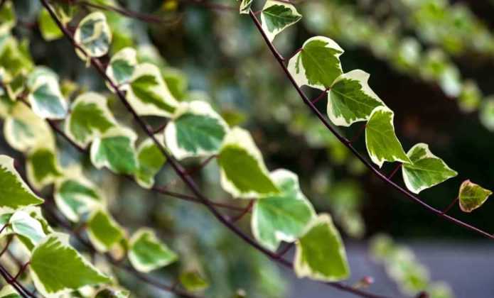Lierre en pot : variétés, type de pot, plantation et entretien