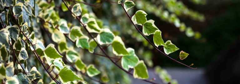 Lierre en pot : 5 idées d'associations - Promesse de Fleurs