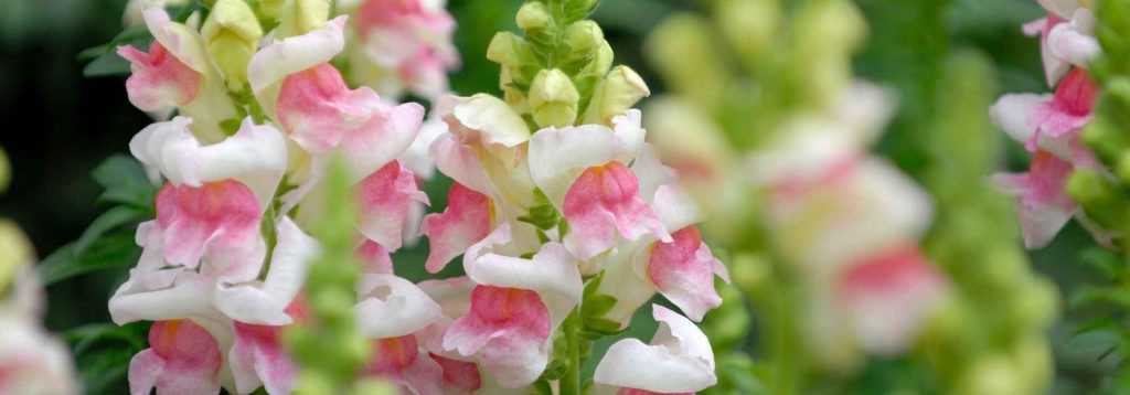 Associer les mufliers - Promesse de Fleurs