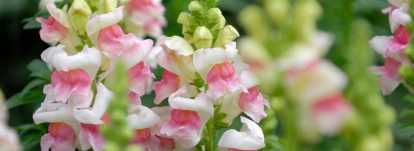 Associer les mufliers - Promesse de Fleurs