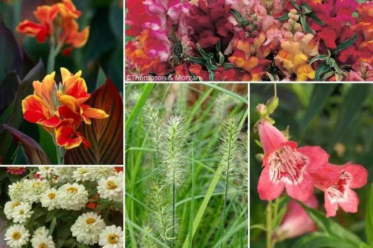 Associer les mufliers - Promesse de Fleurs