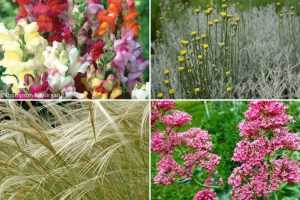 Associer les mufliers - Promesse de Fleurs