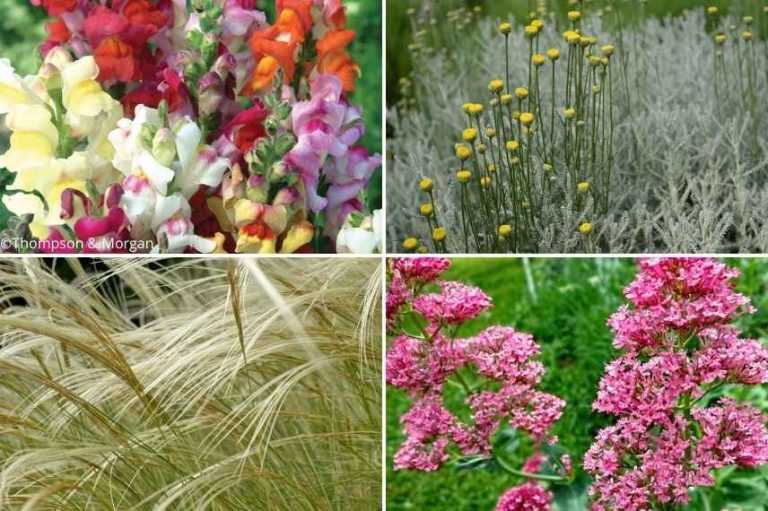 Associer les mufliers - Promesse de Fleurs
