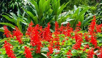 Associer les fleurs rouges ou pourpres - Promesse de Fleurs